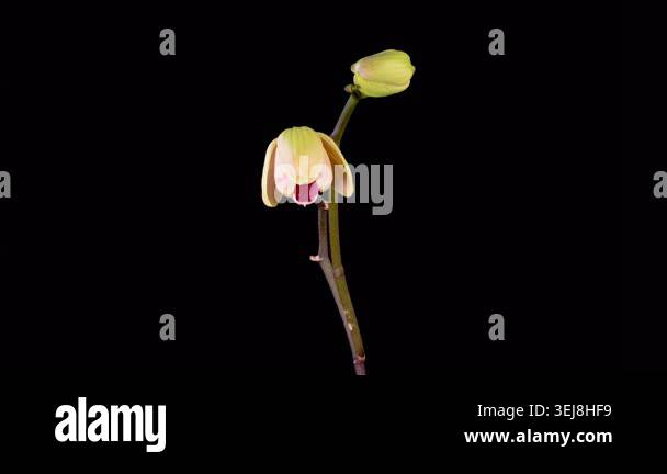 Orchid Blossoms. Opening Beautiful Pink Orchid Phalaenopsis Flower on ...