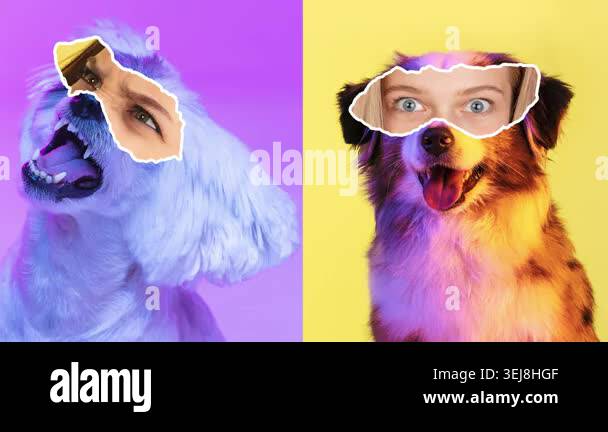 Funny dogs wearing human eye masks in colorful stop motion collage ...