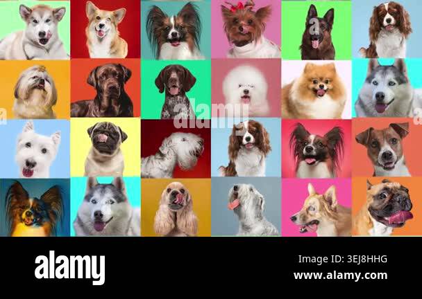 Colorful dog portrait grid stop motion with expressive pets on bright ...