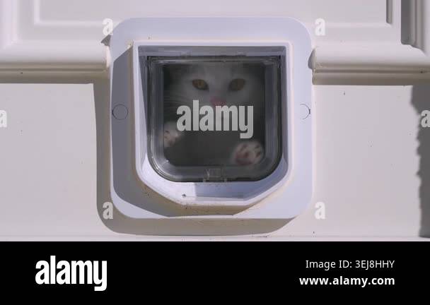 Cute white cat looking outside through a plastic cat flap door ...
