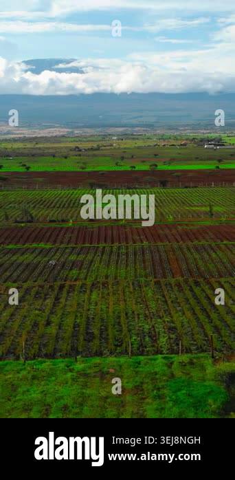 Vibrant Green Crops Under Cloudy Sky, Aerial View Of Rain Nourished ...