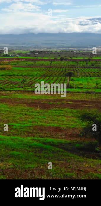 Rolling Green Fields With Lone Tree In Foreground, Intimate Wide Aerial ...