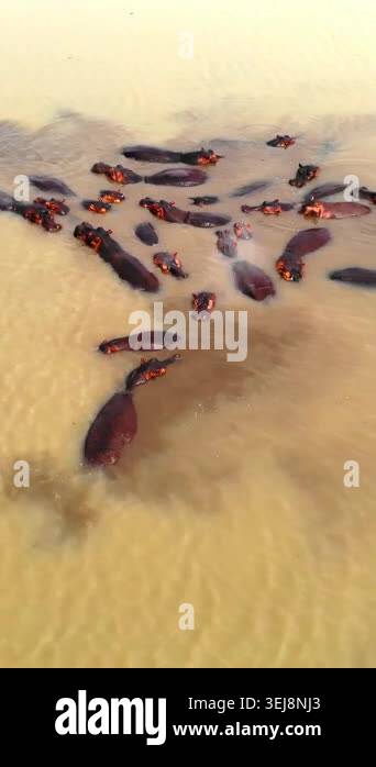 Aerial Drone Shot Stampeding Cattle Moving Through Shallow Mud Dynamic ...