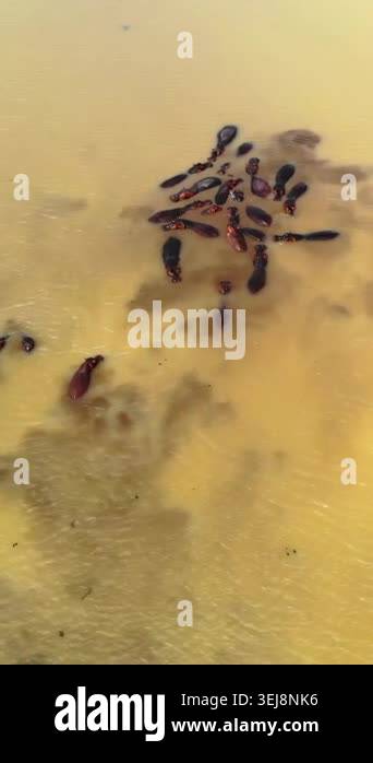 Aerial Drone View Cattle Wading Water Calm Herd Forms Circular Pattern ...