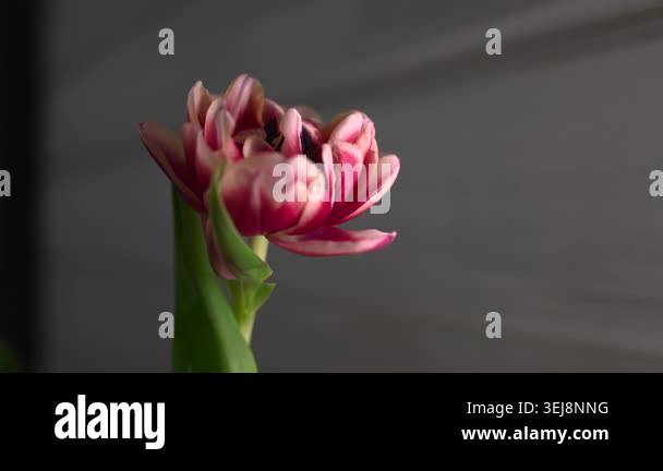Pink Tulip Bloom Against Soft Gray Backdrop, Cinematic Slowmotion ...