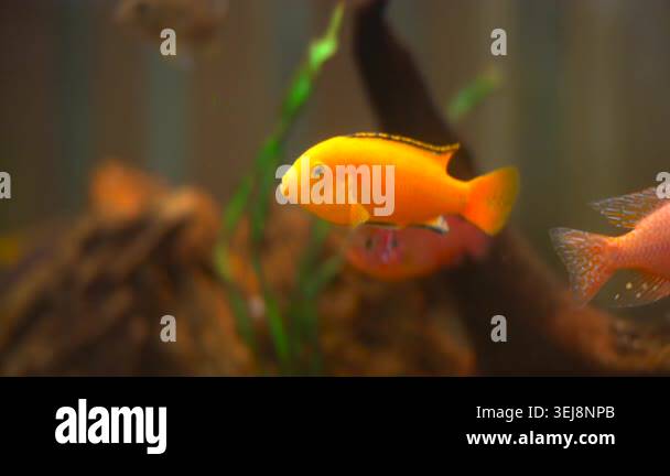Yellow Platy Explores Planted Gravel Foreground, Bright Scales Flash As ...