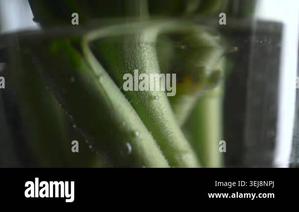 Closeup White Tulip Bud In Shadow, Moody Macro Study Of Gentle ...