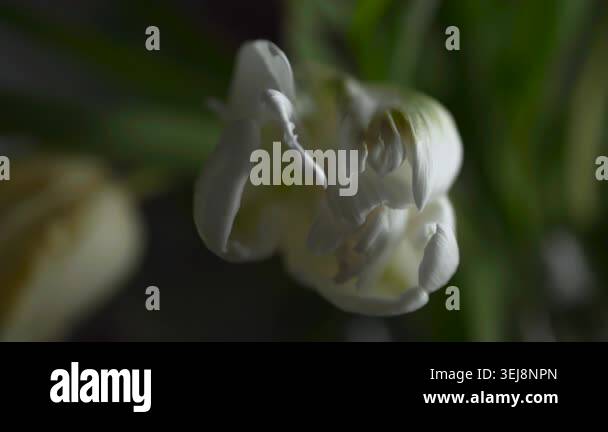 Closeup White Tulip Bud In Shadow, Moody Macro Study Of Gentle ...