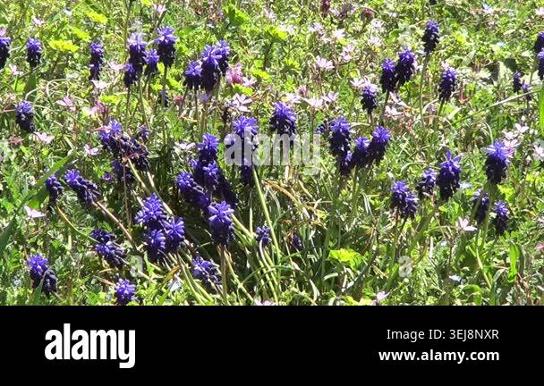 First spring flowers on meadow mouse hyacinth and others Stock Video ...