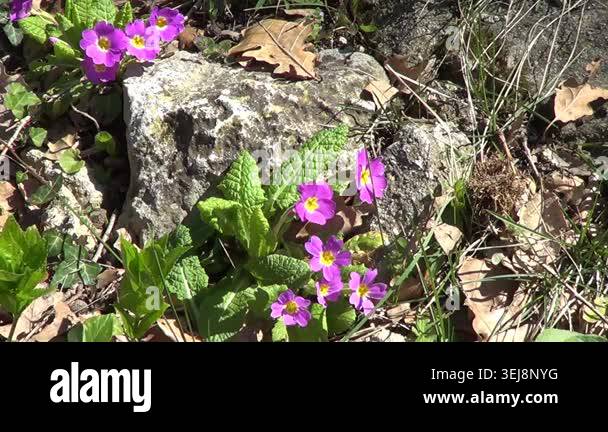 First spring flowers cowslip Stock Video Footage - Alamy