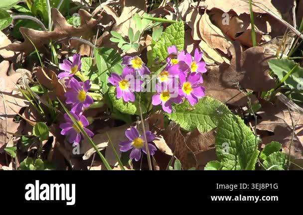 First spring flowers cowslip Stock Video Footage - Alamy