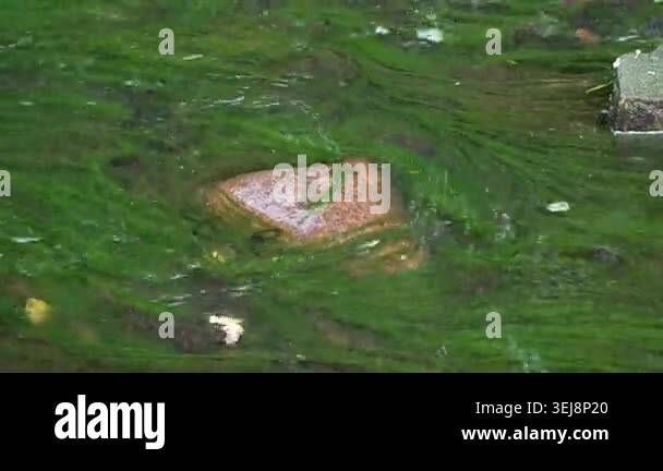 Filamentous green algae drift across shallow water around stones. The ...