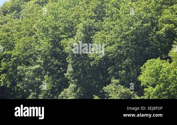 large green dense forest on a mountain slope under a spring sky Stock ...