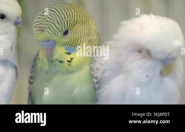 Birds are resting together in a pet store display case Stock Video ...