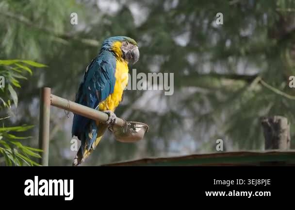 A blue and yellow macaw sits on a perch with trees in the background ...