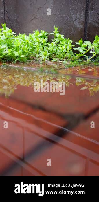 A vertical shot of vibrant green grass reflecting in a clean puddle on ...