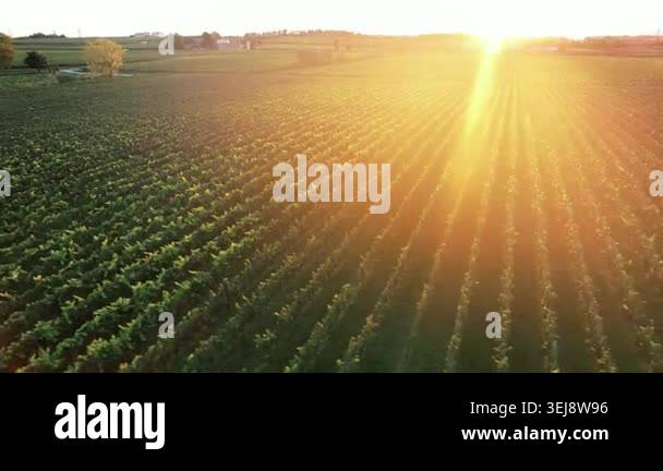 Sun ray beams slicing through ordered vine rows, radiant golden ...