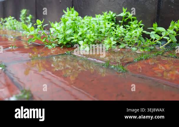 Bright green plants grow between wet red tiles on a rainy day ...