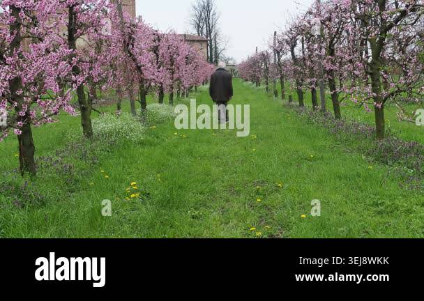 A solitary figure strolls down a path lined with blossoming trees and ...