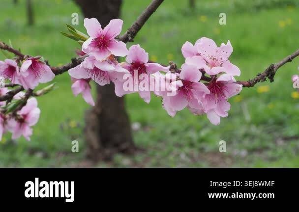 Close up view of vibrant pink peach tree flowers opening on a branch ...