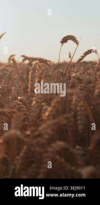 backlit wheat field at sunset glow, silhouetted stalks catching warm ...