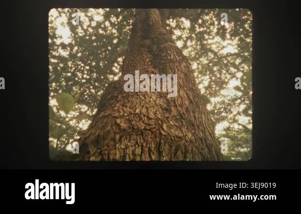 sunlit tree trunk from below, film grain and vintage border frame warm ...