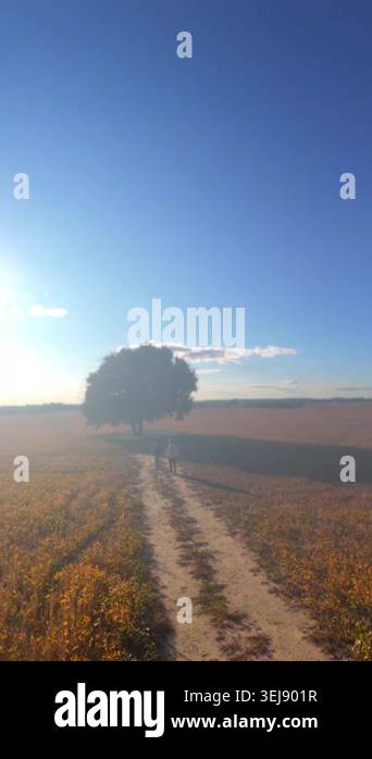 dramatic lone tree in field with solitary walker on path, strong sun ...