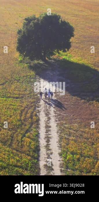 aerial path family white walking under lone tree, drone silhouette and ...