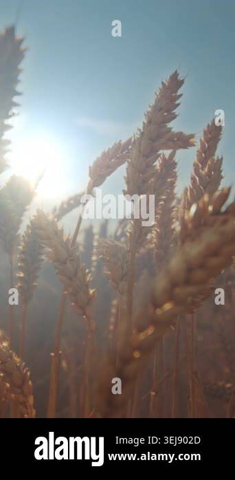 golden wheat stalks backlit by sun, cinematic closeup with shallow ...