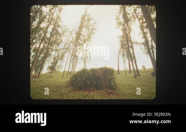 coastal grove grassy mound leaning trees bathed in warm retro film ...
