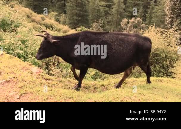 Black cow walking on mountain slope with conifer forest rural landscape ...