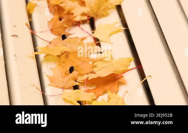 Yellow autumn leaves on white bench calm seasonal atmosphere closeup ...