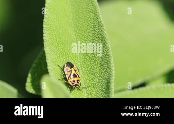 Close-up of a cabbage bug, close-up of a yellow-black beetle, green ...