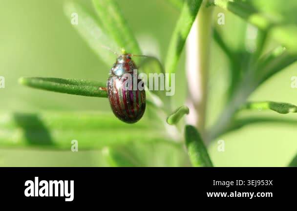 Close-up of a rosemary beetle, close-up of a beetle with a metallic ...