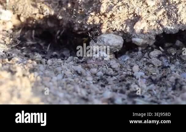 Close-up macro footage of ants actively moving around an anthill ...