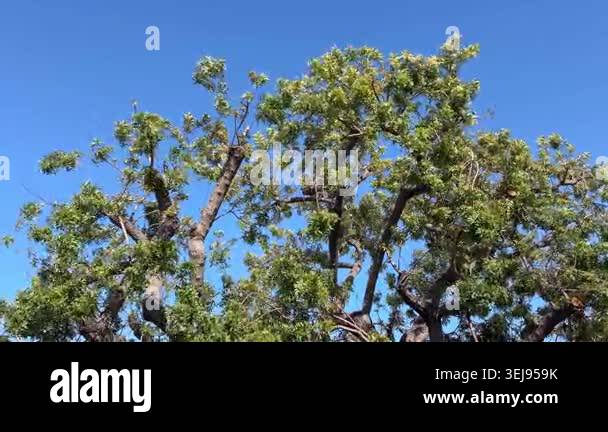 4K outdoor footage showing green tree branches and leaves moving from ...
