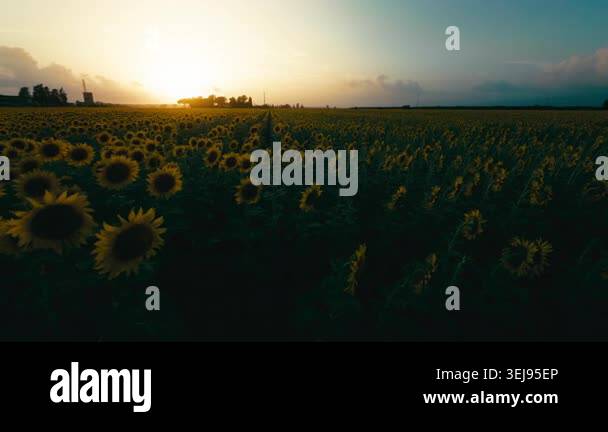 Sunflower field at summer sunset. High quality 4k footage Stock Video ...
