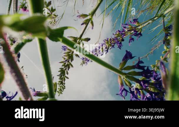 Close up of wildflowers from low angle Stock Video Footage - Alamy