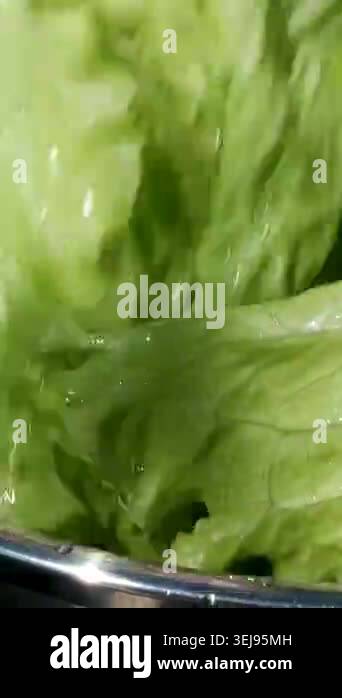 hands lift a crisp fresh green lettuce leaf wash radishes rinse it ...