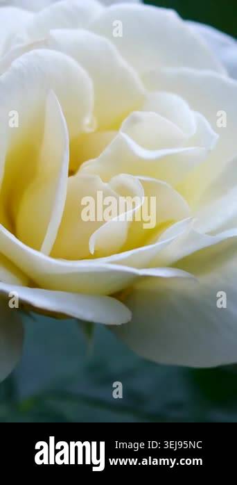 Growing blooming rose on branch of garden flower bush surrounded by ...