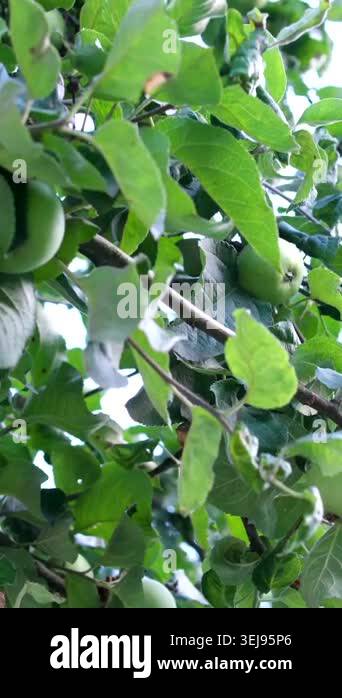 Close up view of soft green apples growing on a tree branch. The fruit ...