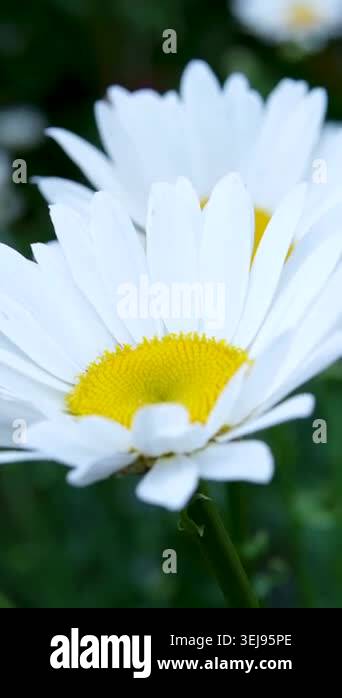 A field of white daisies swaying in the wind in daylight, view from ...