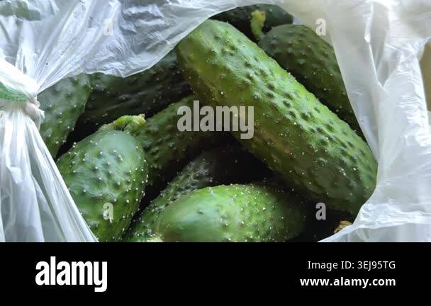 Fresh green cucumbers in half open plastic bag after grocery shopping ...