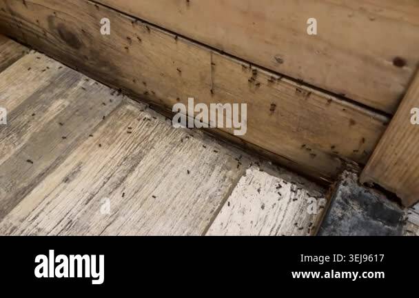 Indoor pest problem with black ants moving across wooden floor, walls ...