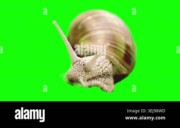 Snail crawling on green screen background chroma key stock footage ...