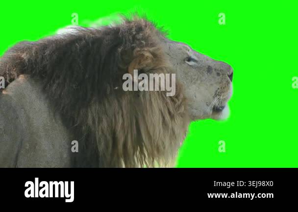 Lion roaring on green screen background Stock Video Footage - Alamy
