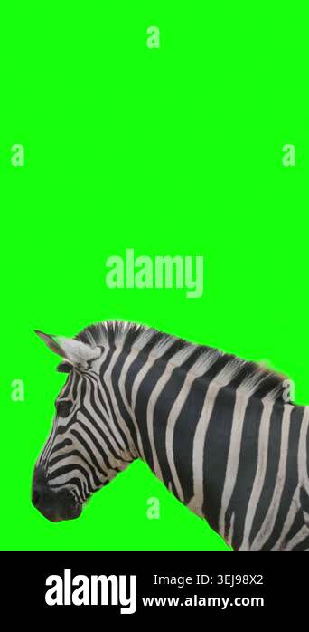 Zebra walking against green screen background in studio Stock Video ...