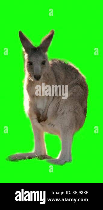 Eastern grey kangaroo standing on green screen background Stock Video ...