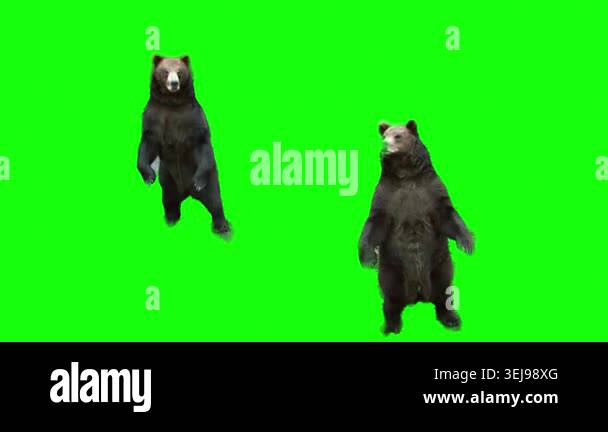 Two grizzly bears standing on green screen background Stock Video ...