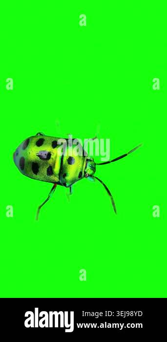 Jewel bug walking on green screen chroma key background Stock Video ...